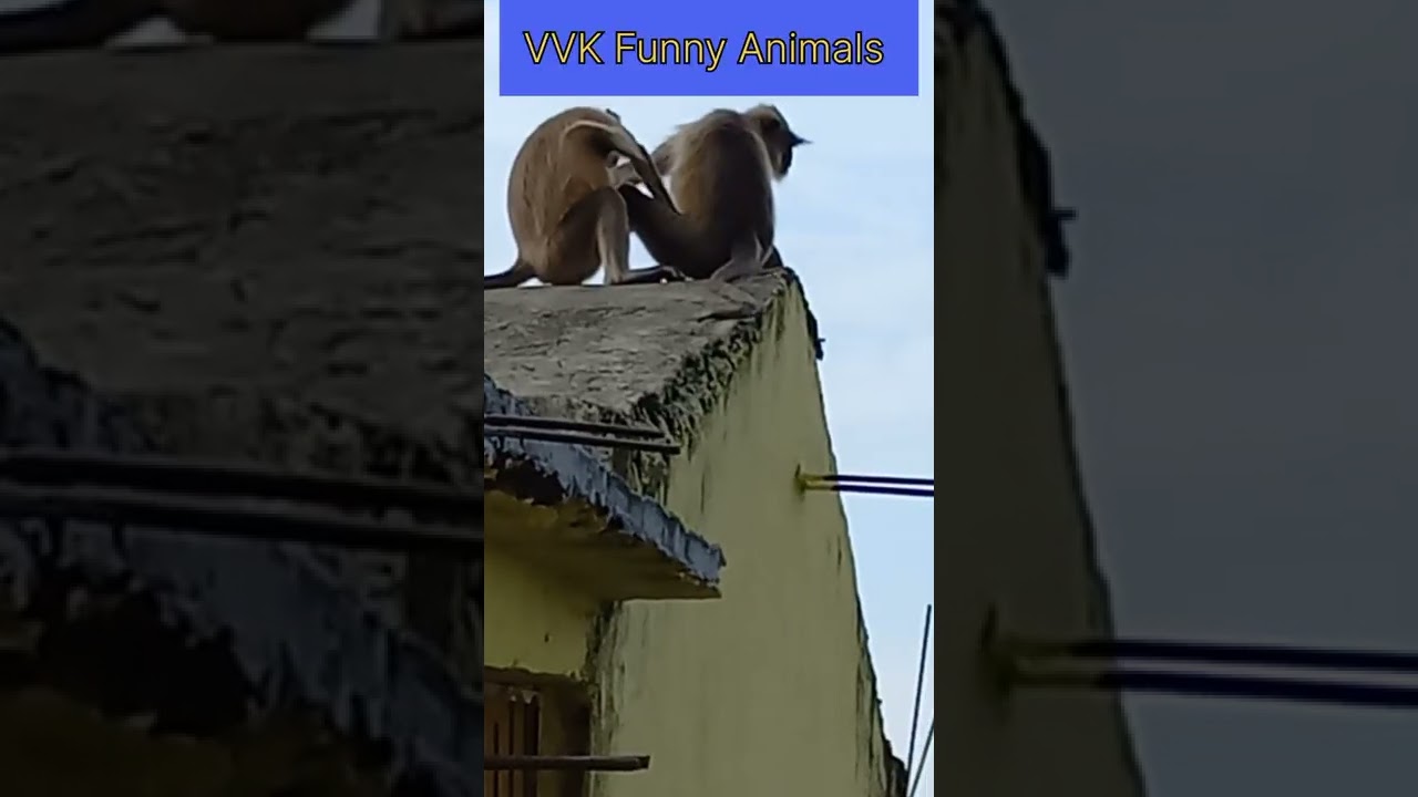 Funny Moments Of Animals ll Funny Animals Video ll🦧🦍🐒🐵🦊🐅🐆🐅🐯🐱🐈🐈‍⬛🦁🐮🦬🐂🐃 ...