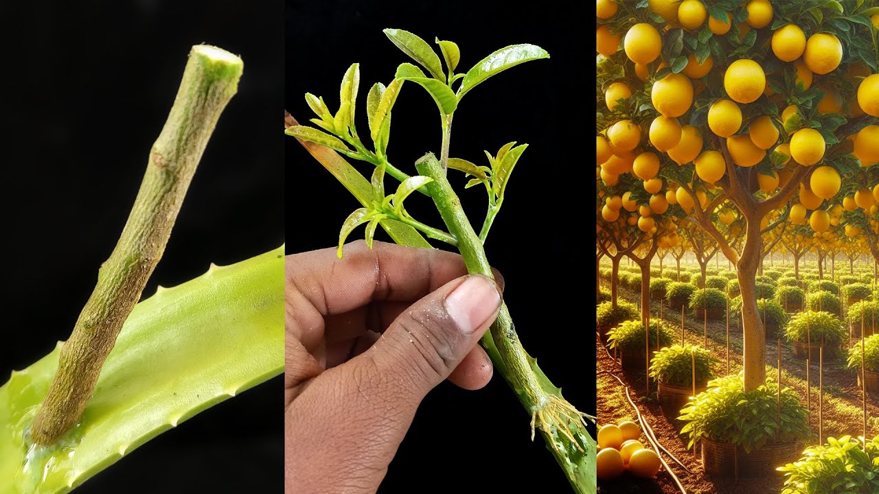 How to use aloe vera on lemon branches in a simple way///New lemon ...