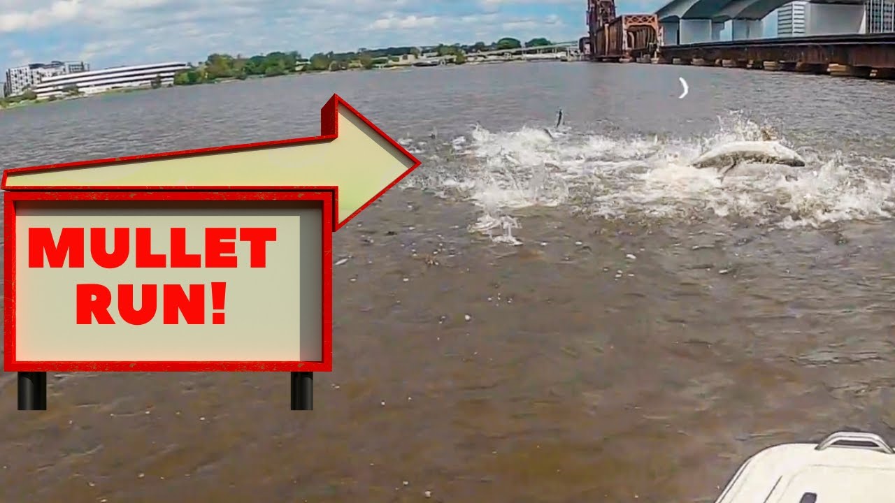 Urban fishing downtown Jacksonville Florida during the mullet run ...