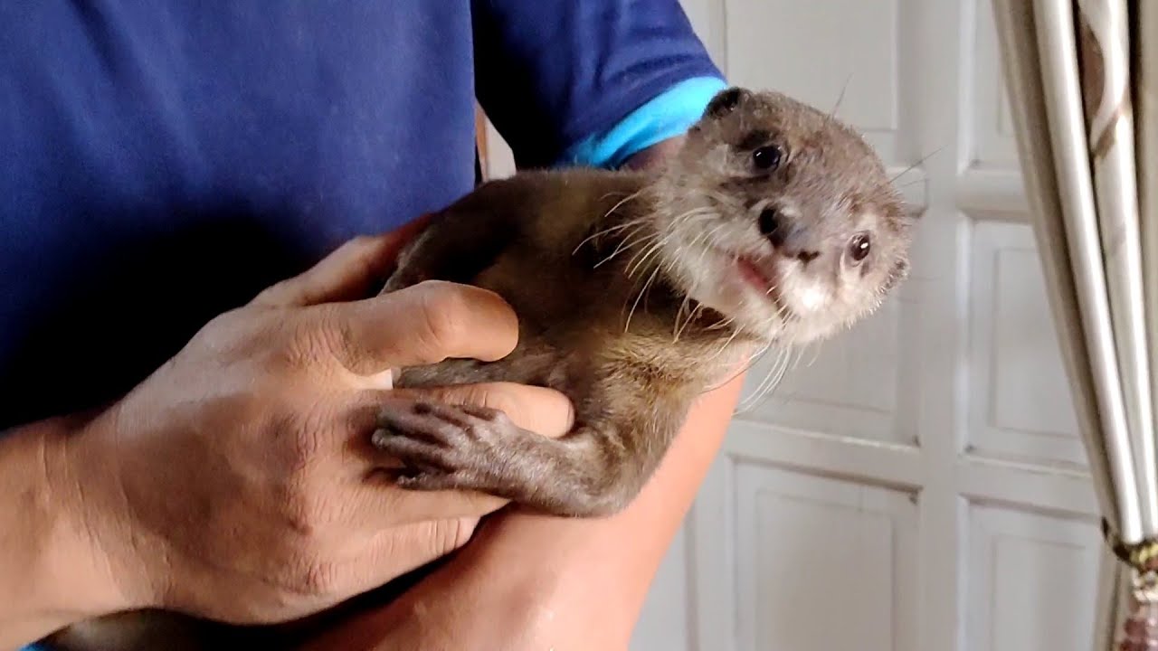 Baby Otter Bonding makin lucu - YouTube