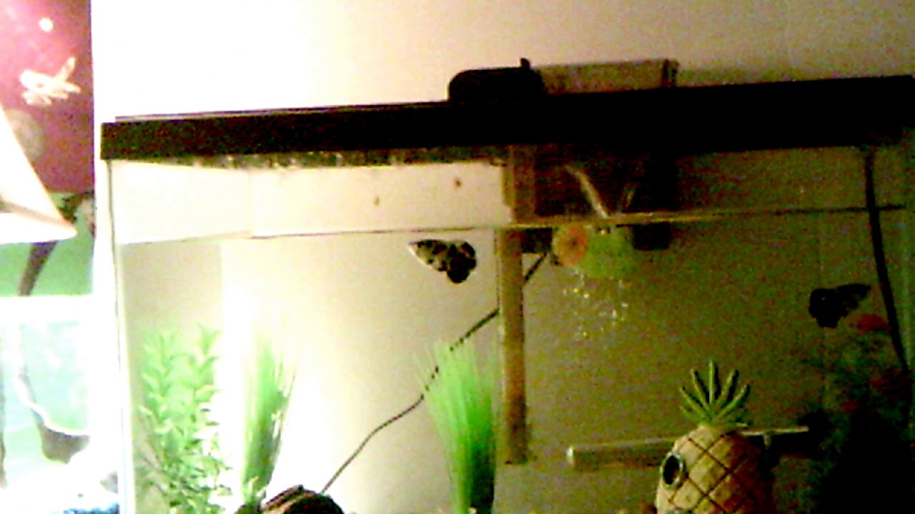 Burmese Clouded Archer Fish (Toxotes Blythii) spitting for food! - YouTube