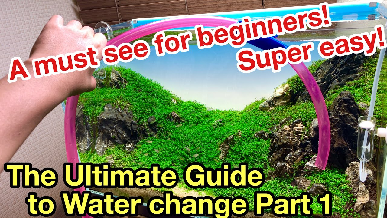 The Ultimate Guide to Water Change ① A Must-See for Beginners ...