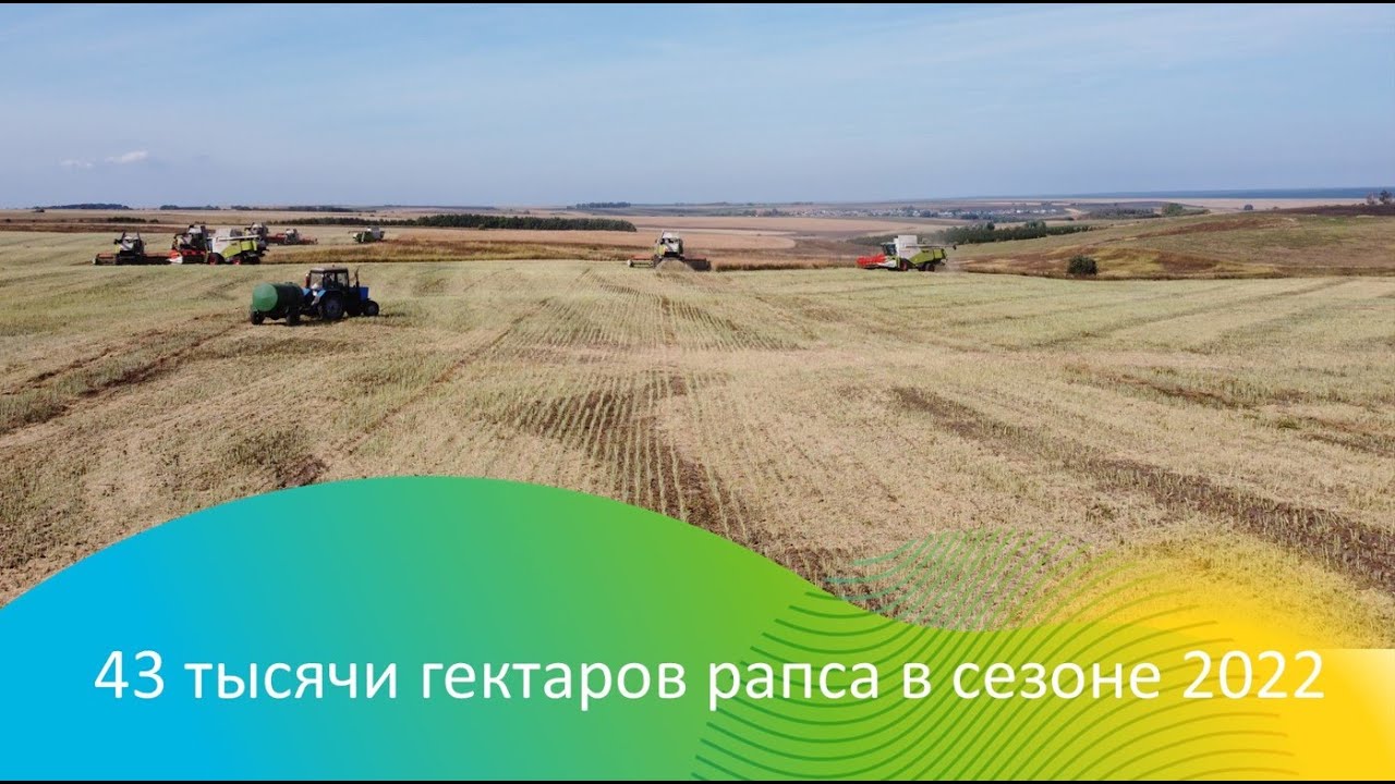 "Август-Агро" - один из крупнейших производителей рапса в России - YouTube