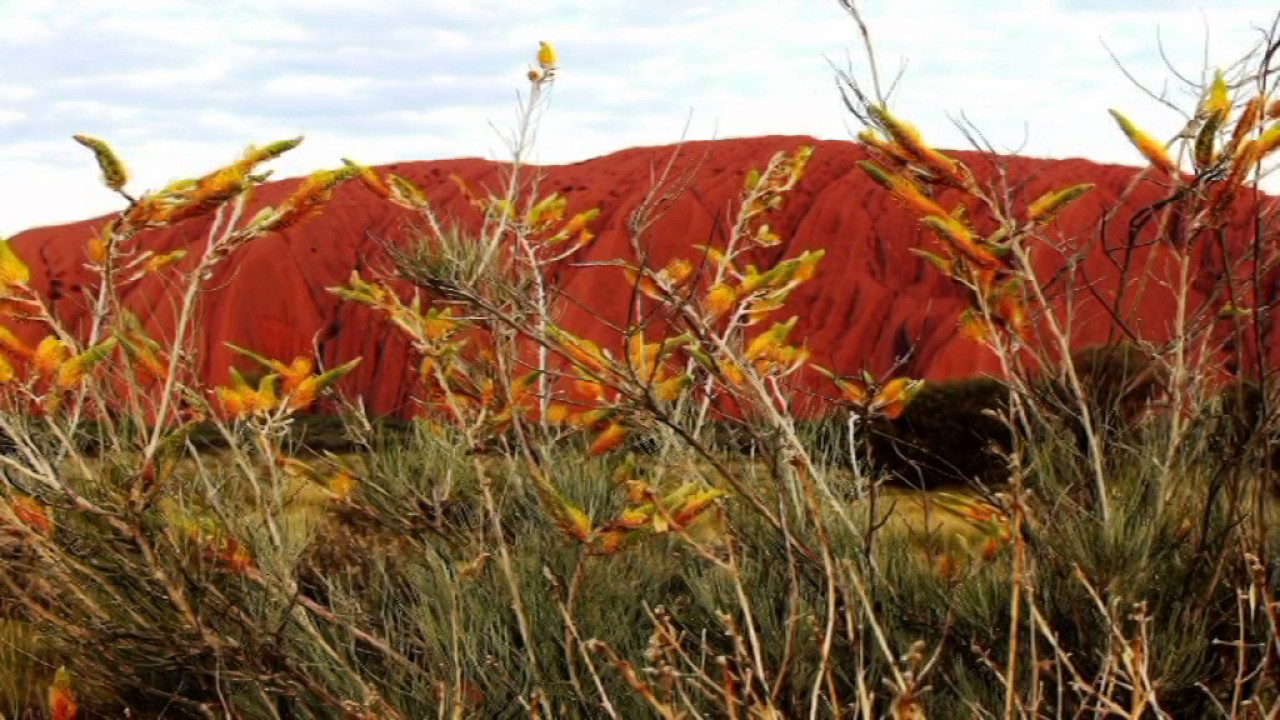 Spring Wild Flowers of the Australian Outback - YouTube