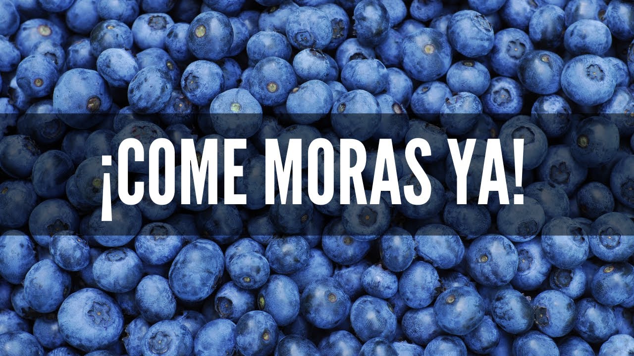 10 BENEFICIOS PROBADOS de las MORAS AZULES (Arándanos) - YouTube