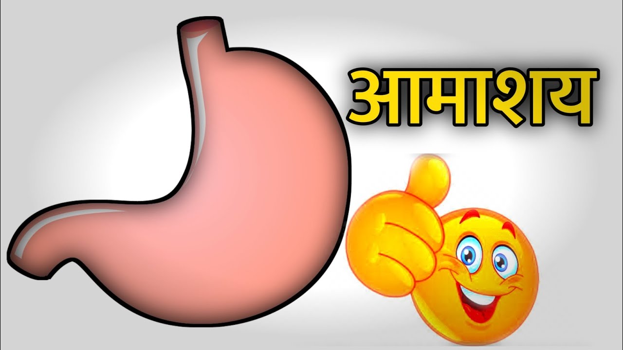 अमाशय क्या है || Aamashay Kya Hai SCIENCE MAHAL - YouTube