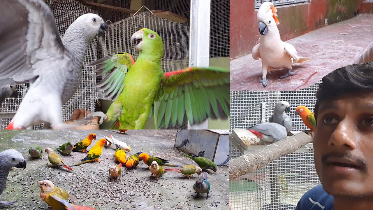 Angry Yellow napped Amazon VS. Fighter African Grey Parrot / Severe ...
