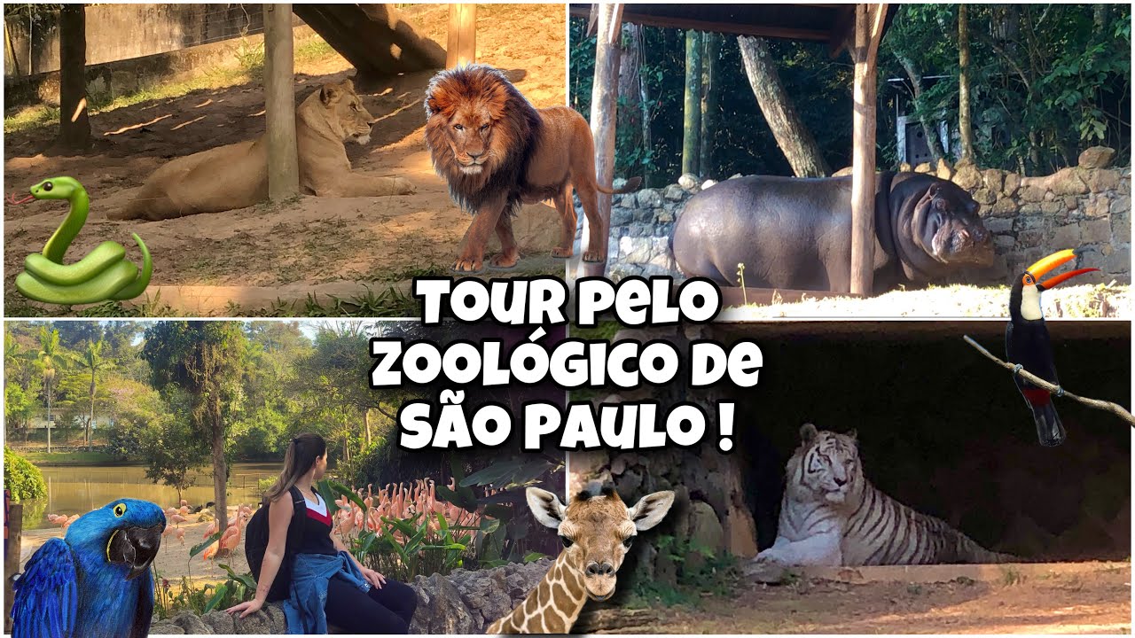 Conhecendo o Zoo de SP 🦁 - YouTube