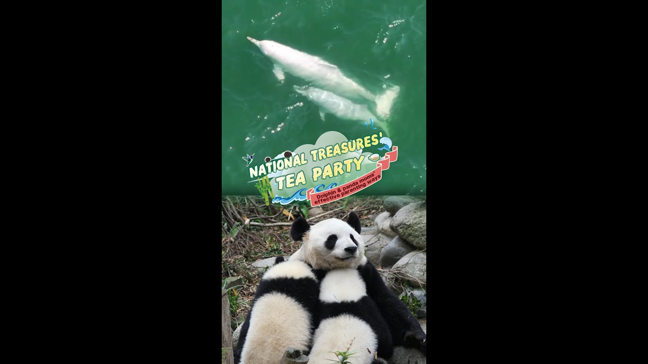 Dolphin & Panda Moms' Effective Parenting Ways | iPanda - YouTube