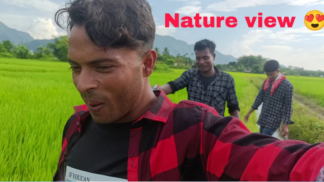 Nature view of paddy field at chumukedima 😍😍 - YouTube