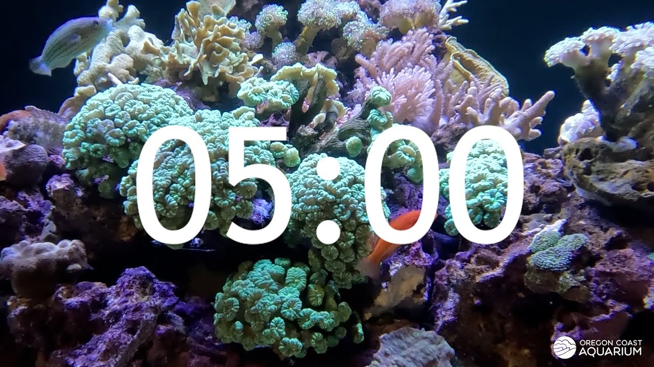 5 Minute Timer - Live Corals - YouTube