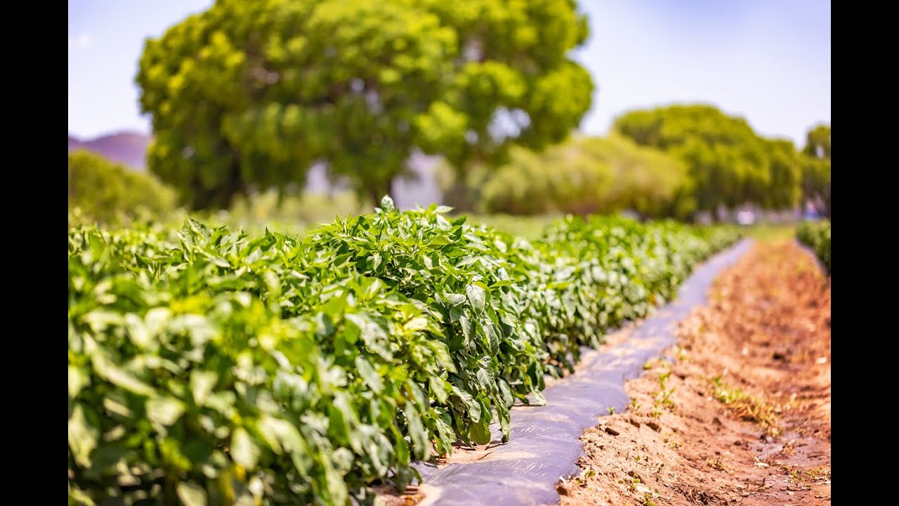 Growing Food For You at Mortimer Farms - YouTube