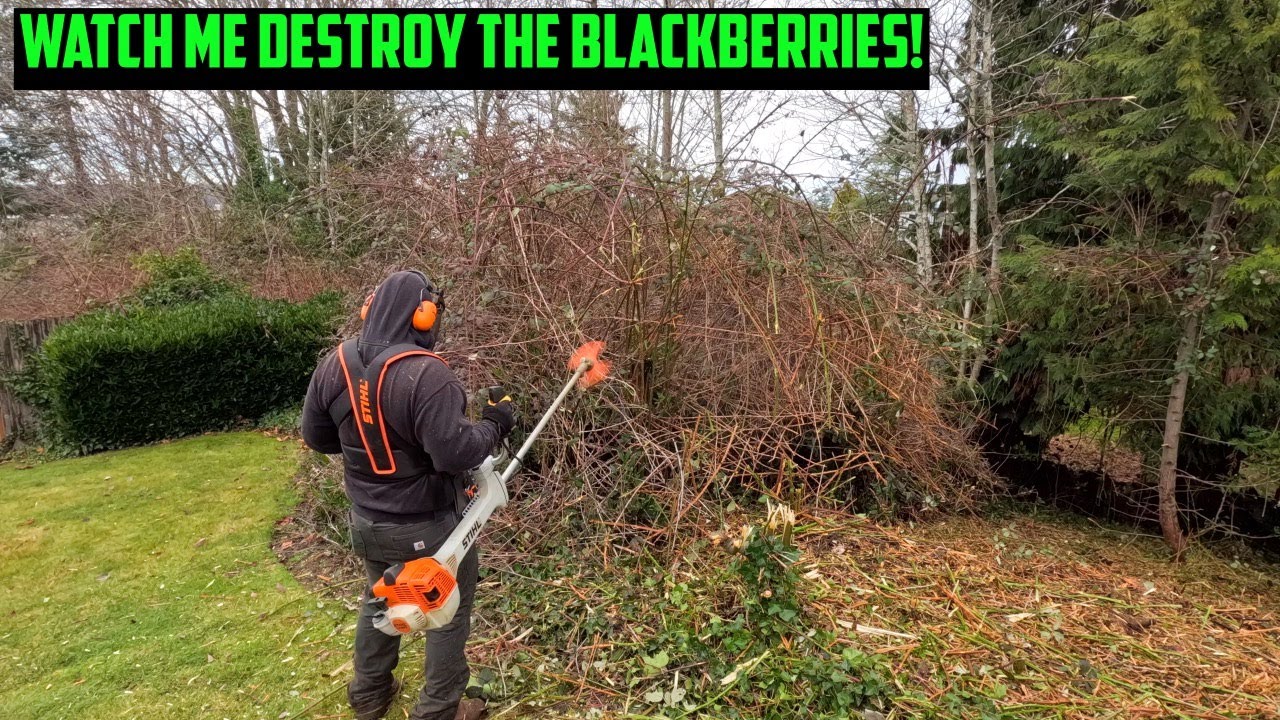 STOPPING The Bramble Madness! | Stihl FS-461 Clearing Saw #satisfying ...