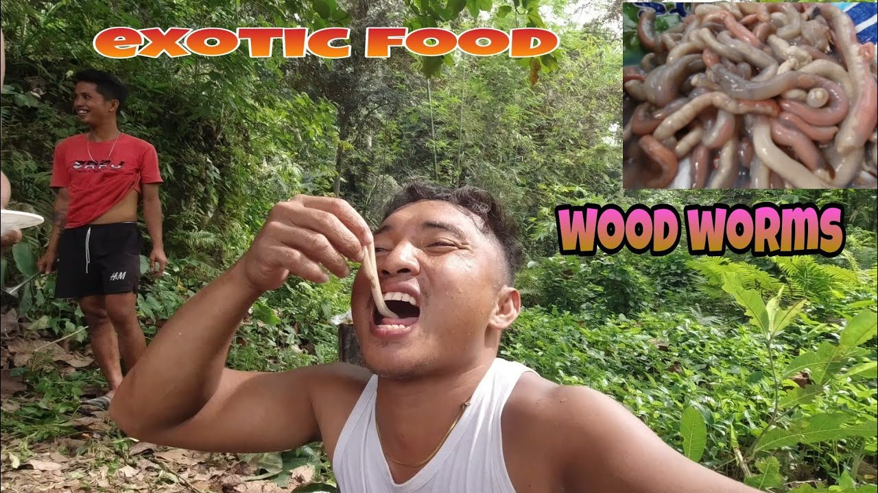 CATCHING and EATING EXOTIC FOOD. WOOD WORMS (TAMILOK TATUD) # ...