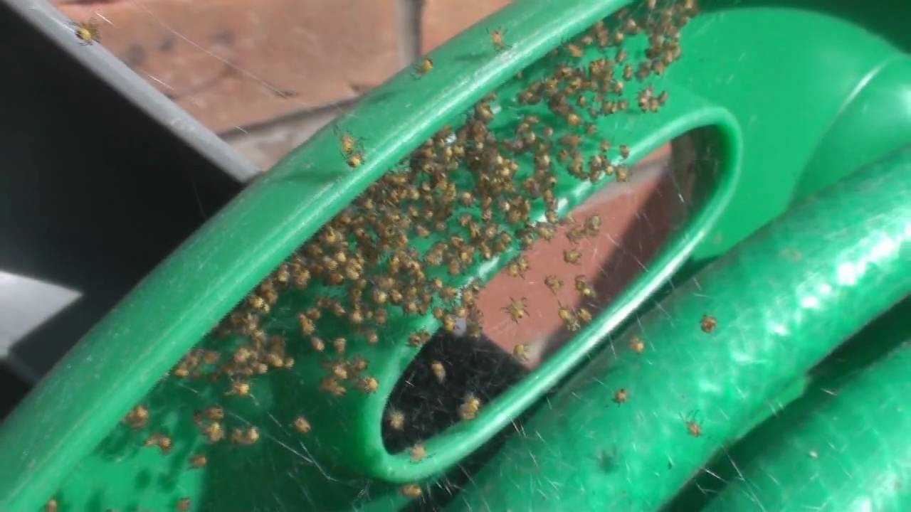 Garden Spider babies! - YouTube