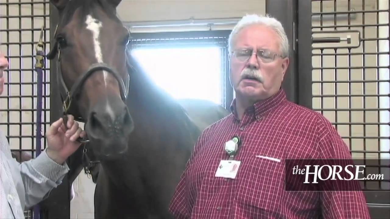Inside Rood & Riddle Equine Hospital - YouTube