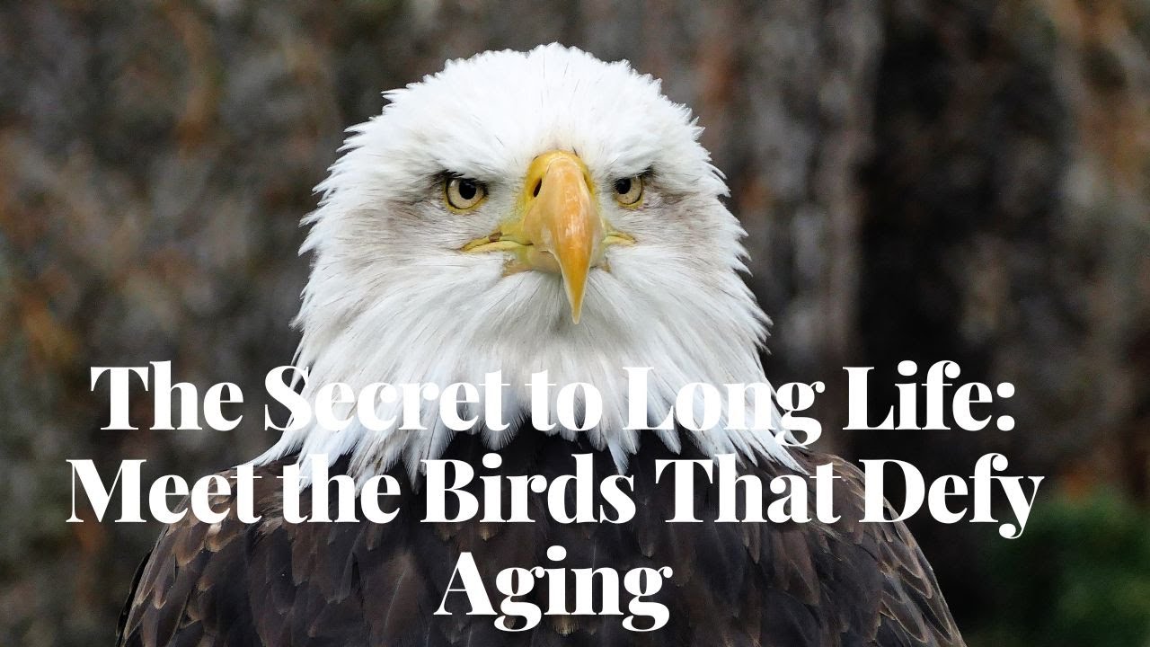The Secret to Long Life: Meet the Birds That Defy Aging - YouTube