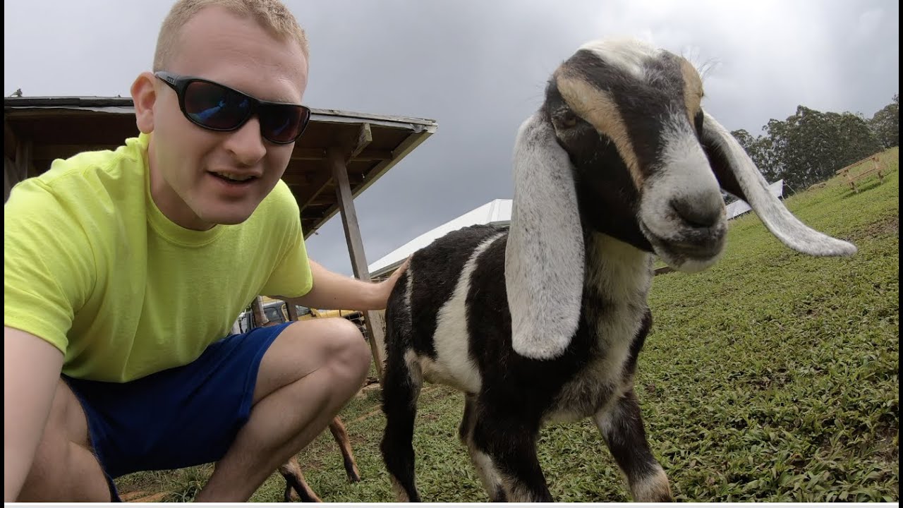 Baby Goats Make Everything Better|Honomu Goat Dairy|Big Island, Hawaii ...