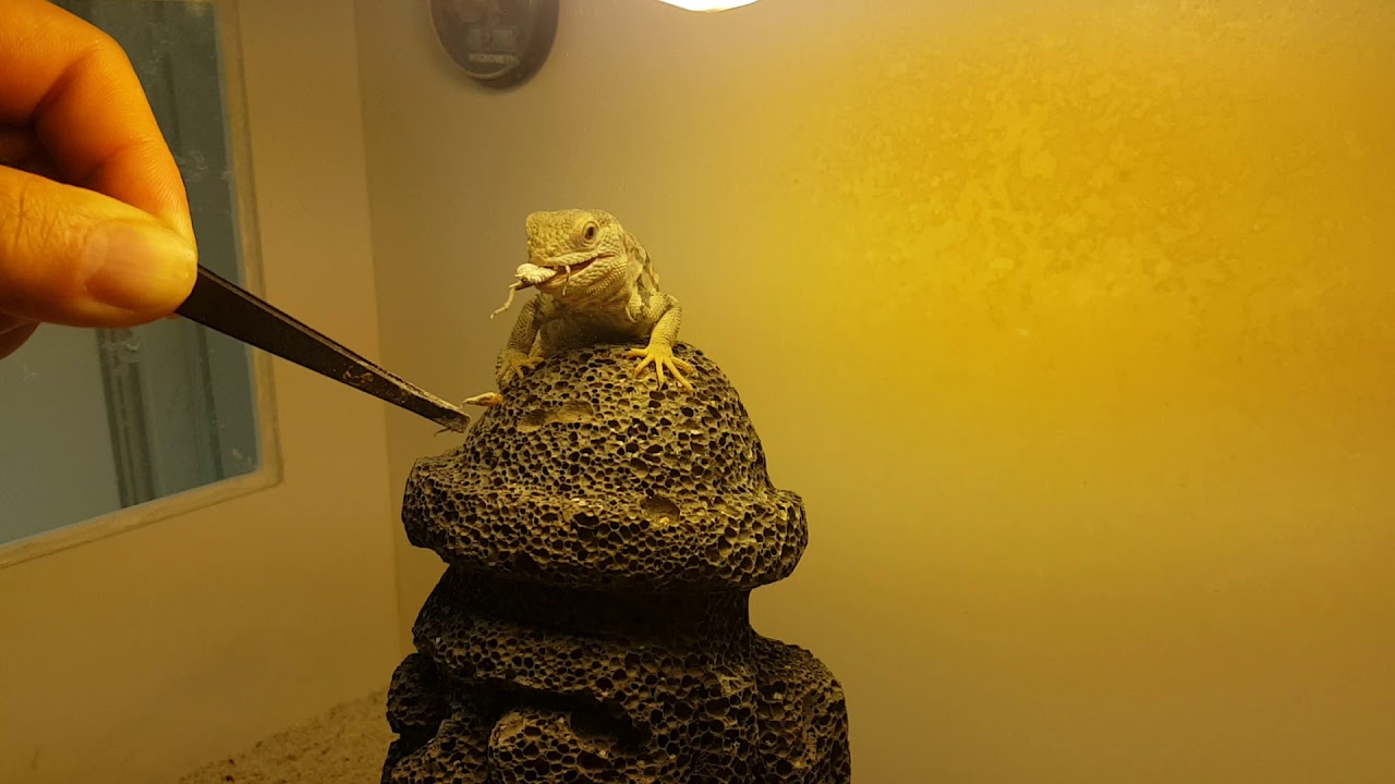 my ctenosaura defensor (yucatan iguana) cricket feeding - YouTube