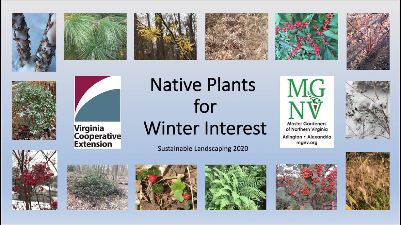 Native Plants for Winter Interest - YouTube