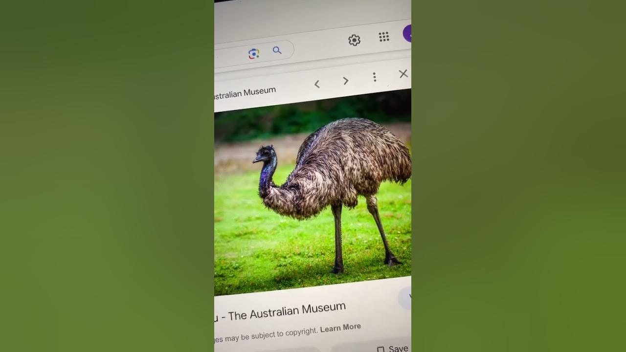 The Wiggles Old Man Emu Song - YouTube