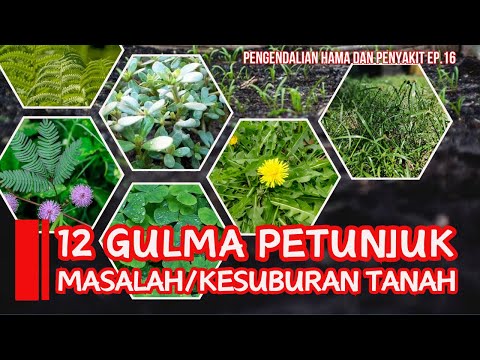 12 Gulma Petunjuk Masalah/ Kesuburan Tanah