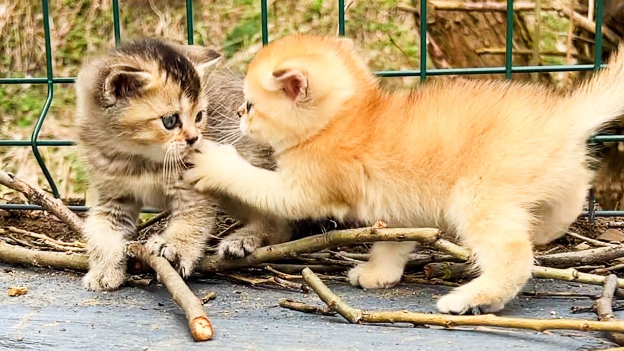 Baby kittens fight until mommy cat sees them - YouTube
