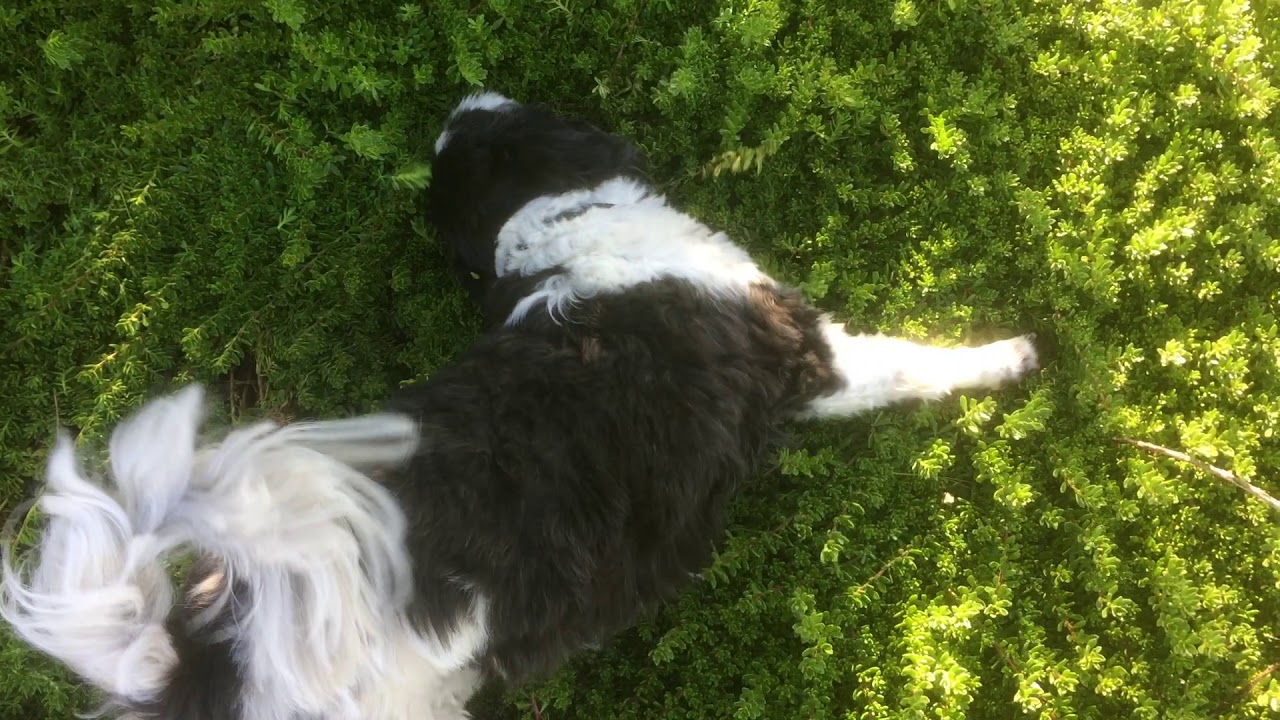 Dusty Dog, Chaparral Garden - YouTube