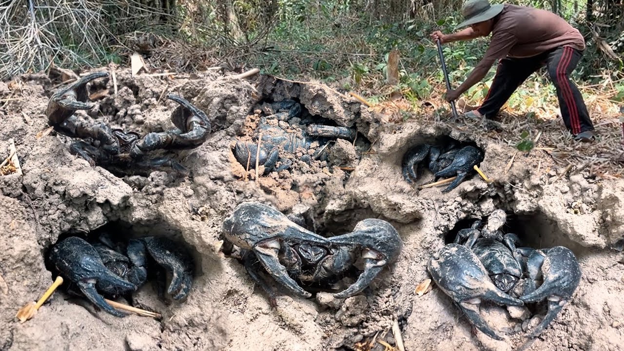 Wow amazing! found and catch a lots of giant Scorpions/ big black ...