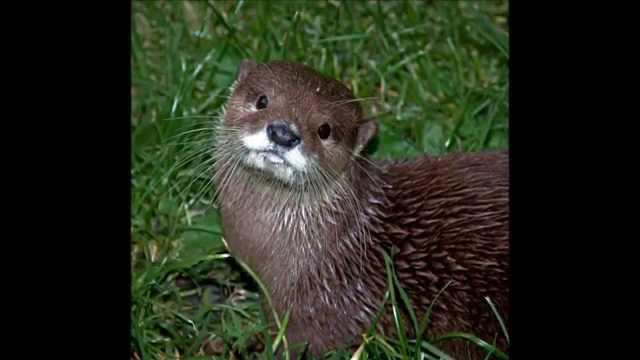 The Day of Otter - YouTube