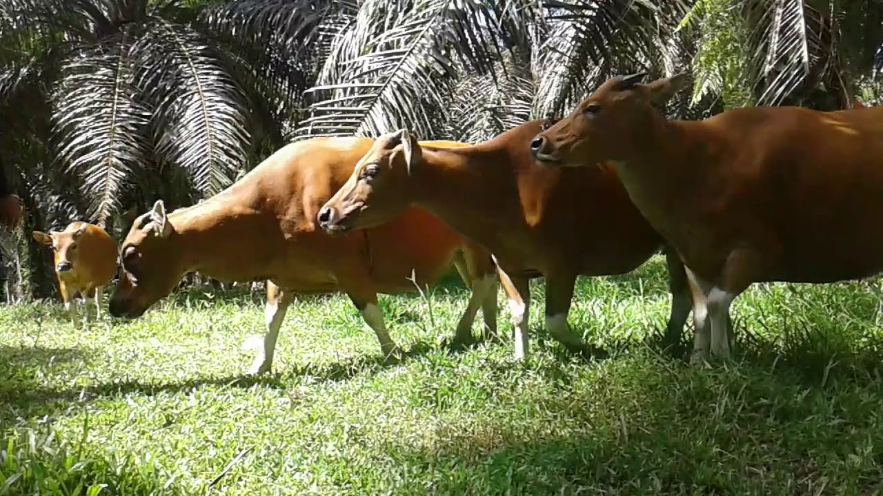 Rombongan Sapi-Sapi Bali Asli Indonesia - YouTube