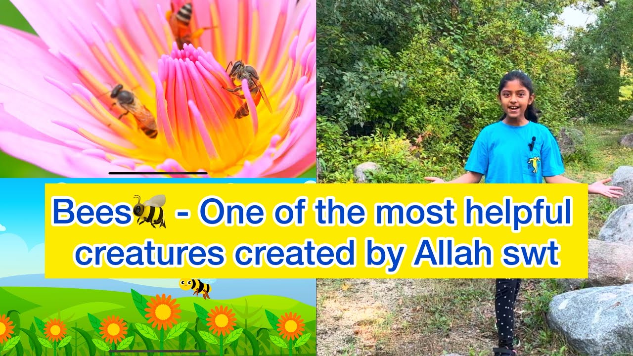 Bees 🐝 - One of the most helpful creatures created by Allah swt - YouTube