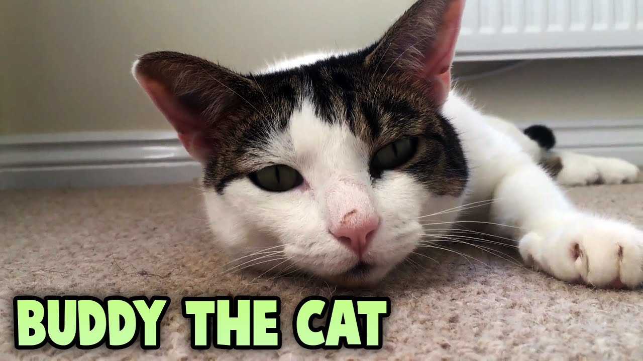 How's Buddy Doing? - YouTube