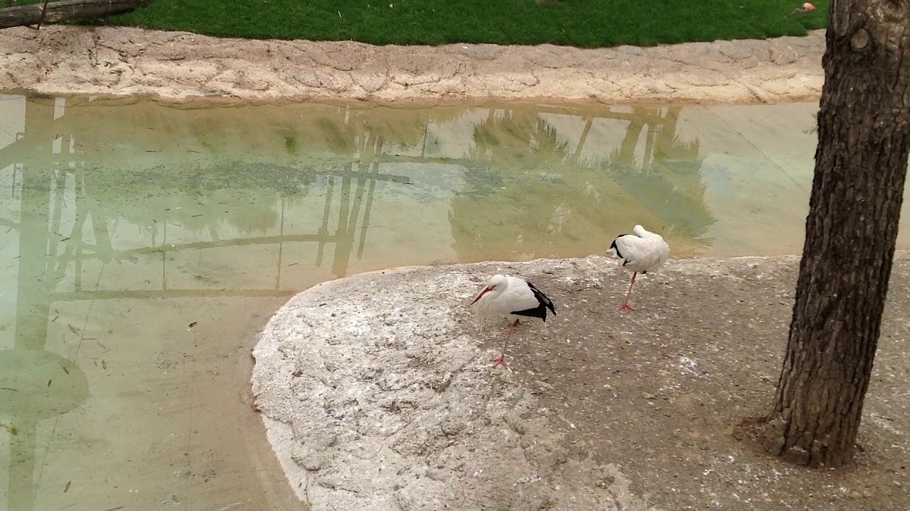 Parco delle Cornelle (zoo) - YouTube