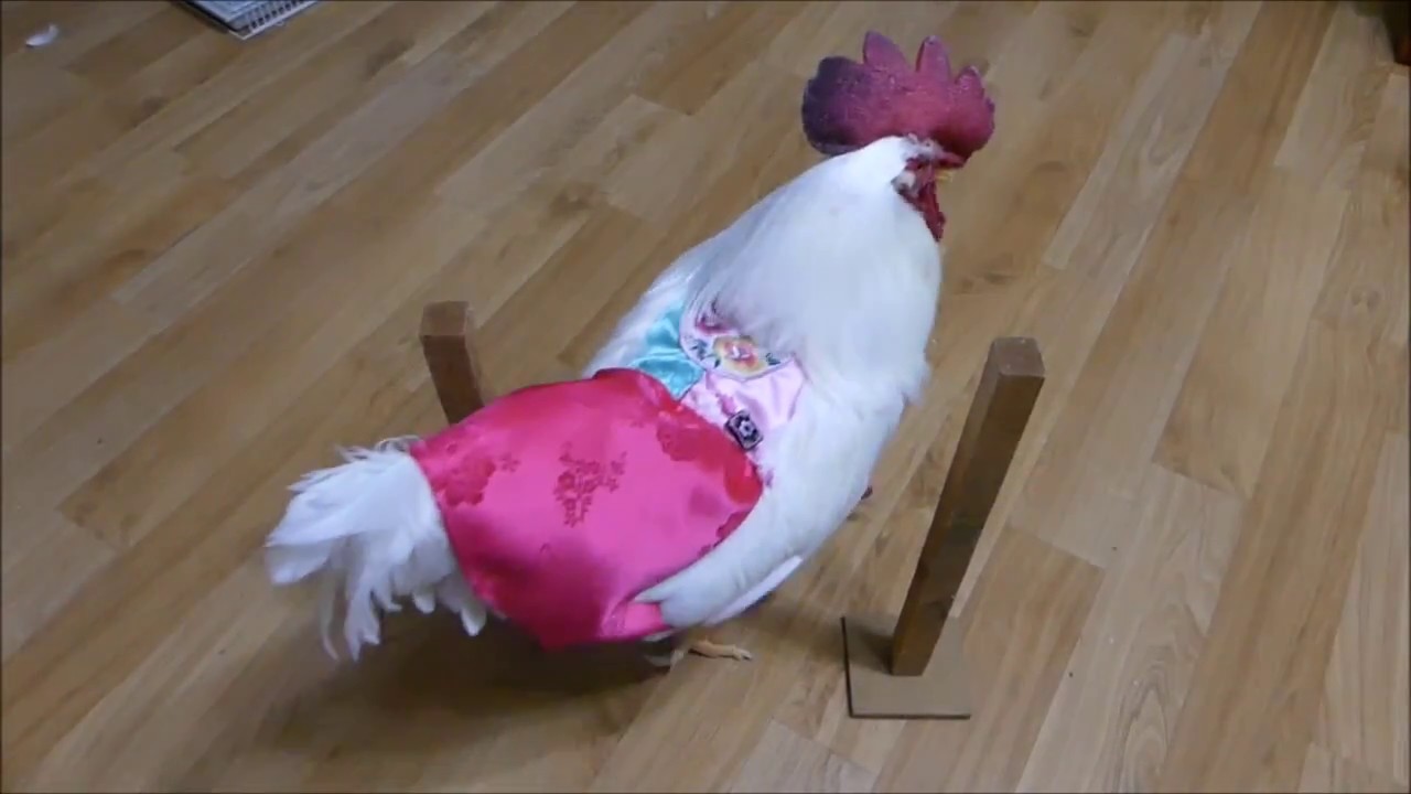 닭훈련 어질리티 장애물 연습하기~~Agility Chicken Training - YouTube