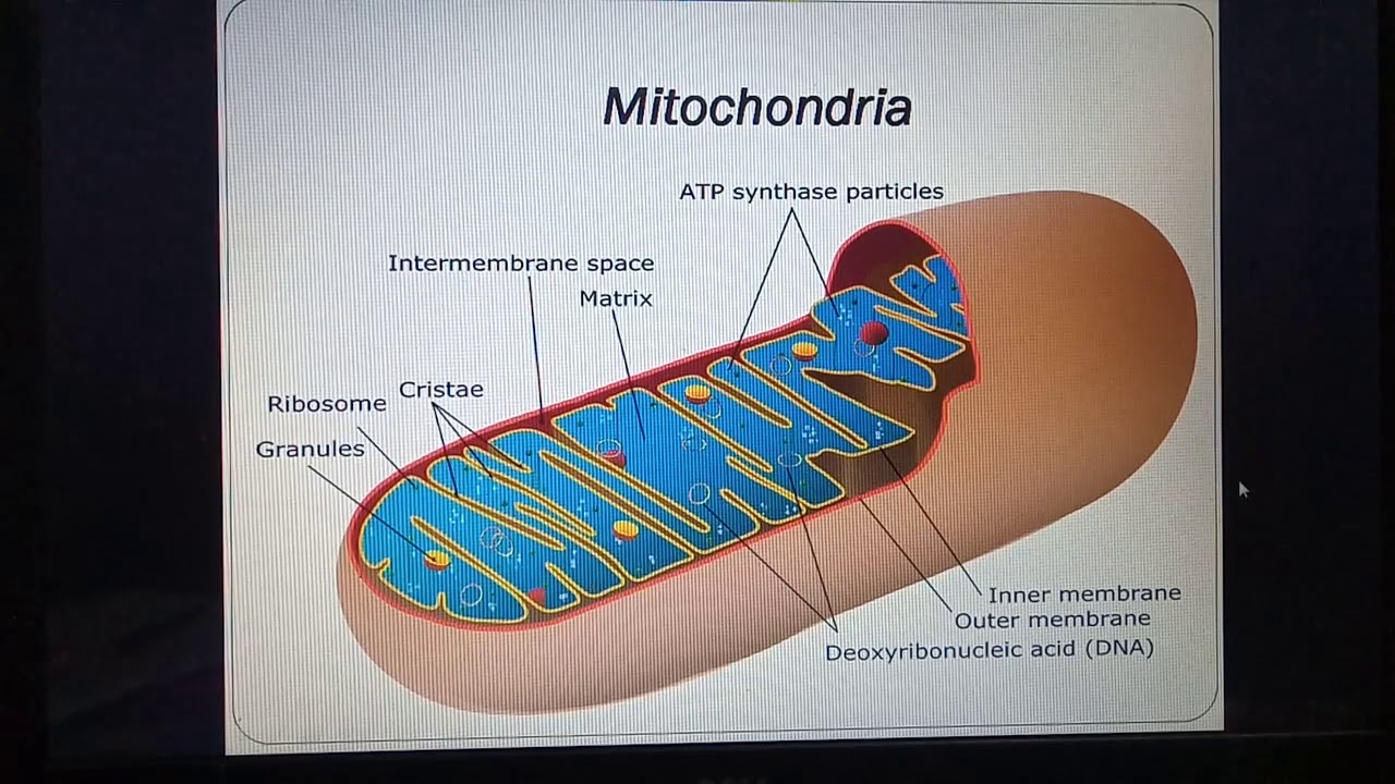 CBSE Class 9 Biology YouTube cbse-class-9-biology-youtube