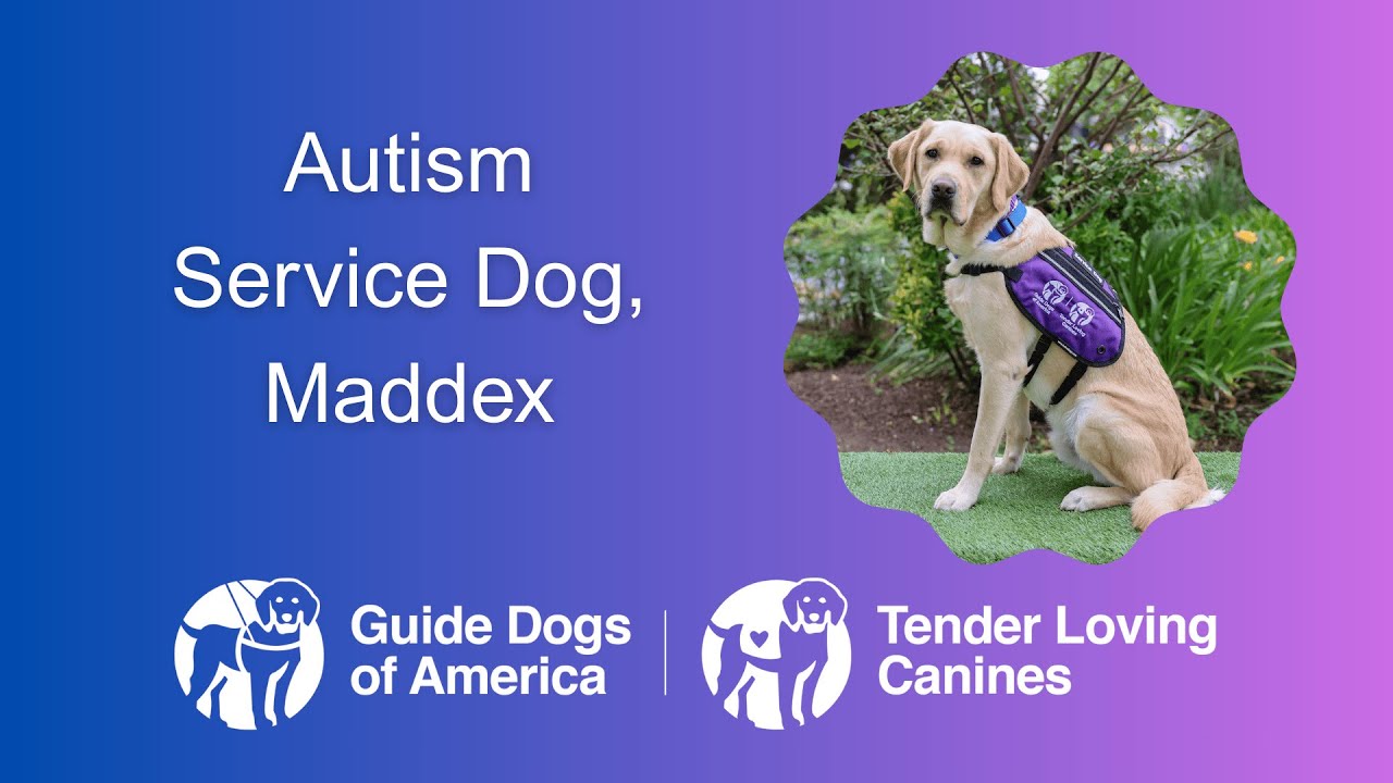 Maddex the Autism Service Dog Interview - YouTube