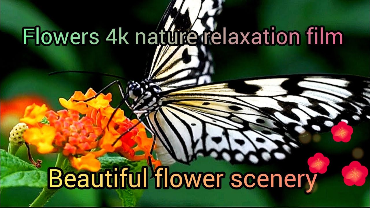 Flowers 4k video ultra hd| flowers 4k nature relaxation film - YouTube