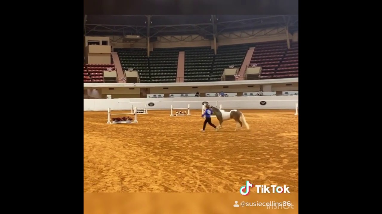 AMHA Mini Horse World show in ft worth. Hunter round for youth 12 and ...
