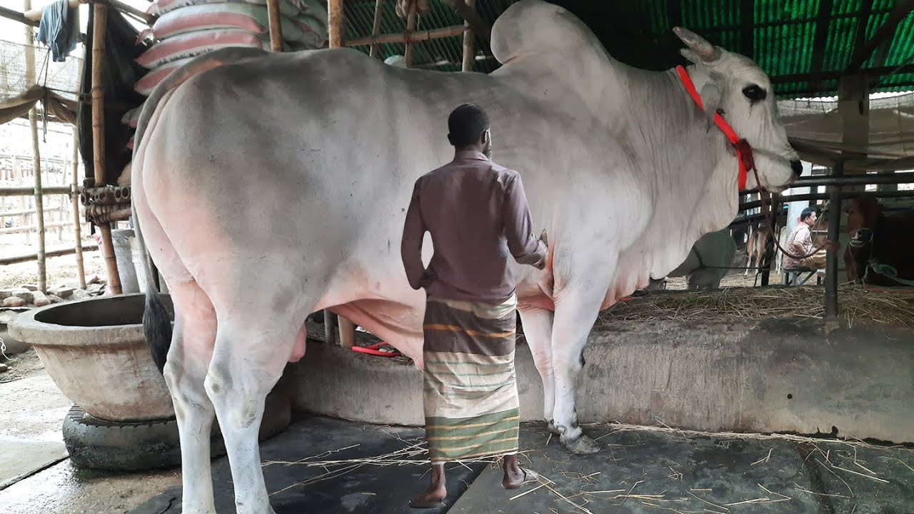 Big Cow in india 2020 - Biggest Bulls Of The World - YouTube