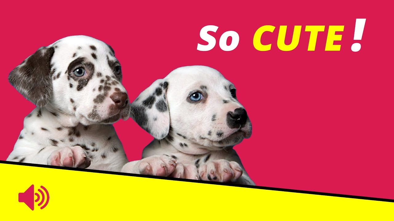 10 Sounds That Every Puppy Should Hear 🐕 - YouTube
