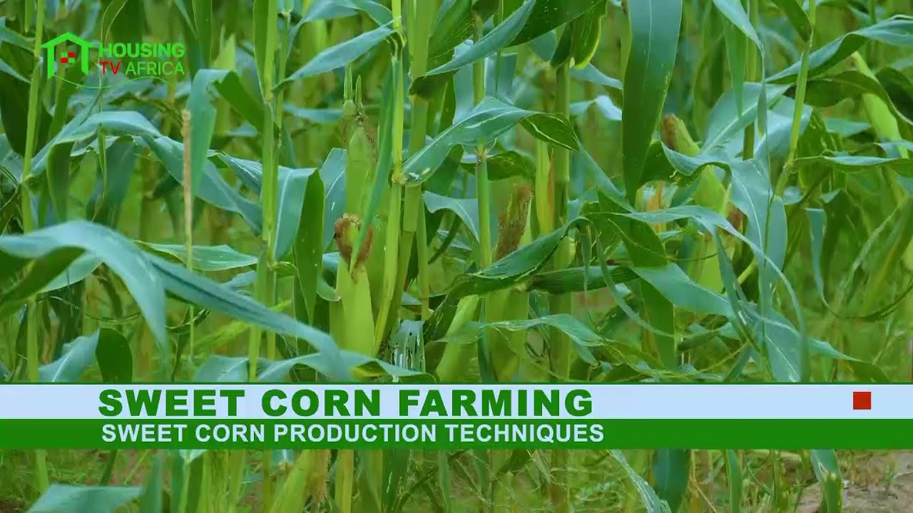 Sweet Corn Farming | Farm Wise - EP. 6 - YouTube