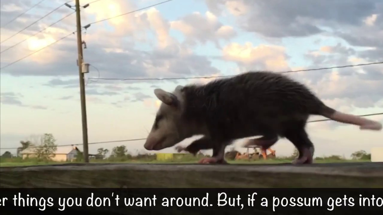 Little Lost Possum - YouTube