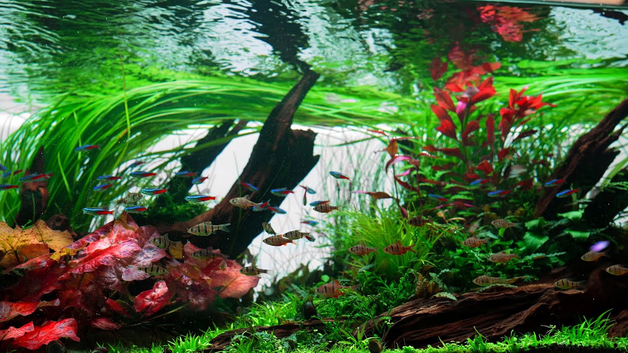 Liquid Nature Aquascape And Planted Aquarium Gallery | Part 1 - YouTube