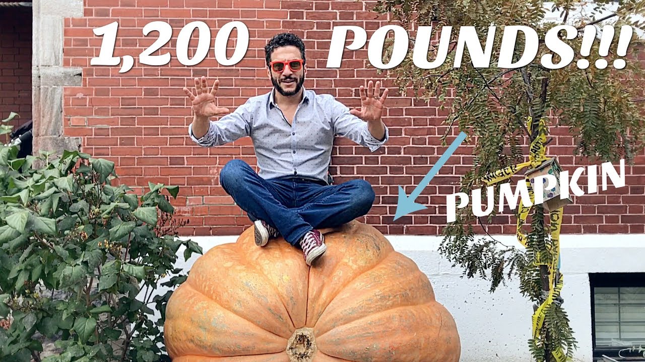 THE BIGGEST HALLOWEEN PUMPKIN EVER YouTube the-biggest-halloween-pumpkin-ever-youtube