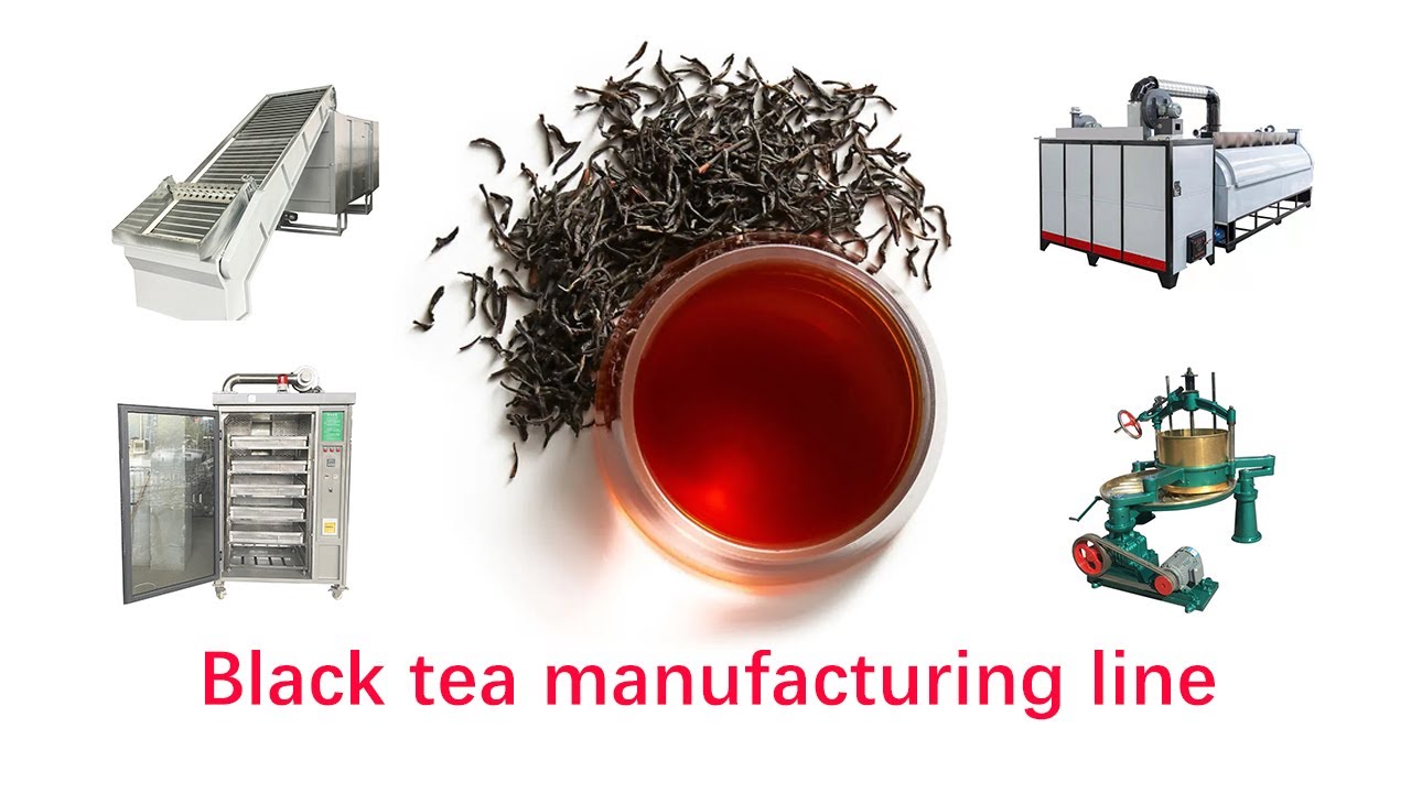 CHAMA Brand automatic Black tea manufacturing line - YouTube