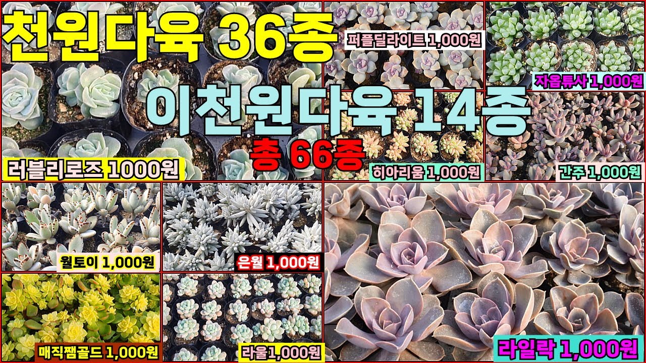 ๐1์9์ผ ๋์๋ค์ก ๐์ฒ์๋ค์ก36์ข
์ด์ฒ์๋ค์ก14์ข
๋ถํฐ 66์ข
 ์ฐฉํ๊ฐ๊ฒฉ์์์ด๋ค ๋ง๋๋ณด์ธ์ ์ฒ์์ํ๋ณต์ด์ฒ์์ํ๋ณต์ฐฉํ๊ฐ๊ฒฉ๋ค์ก๋ค์ก์ด๋ค์ก์ดํค์ฐ๊ธฐ๋ค์ก์ด๋ถ๊ฐ์ด