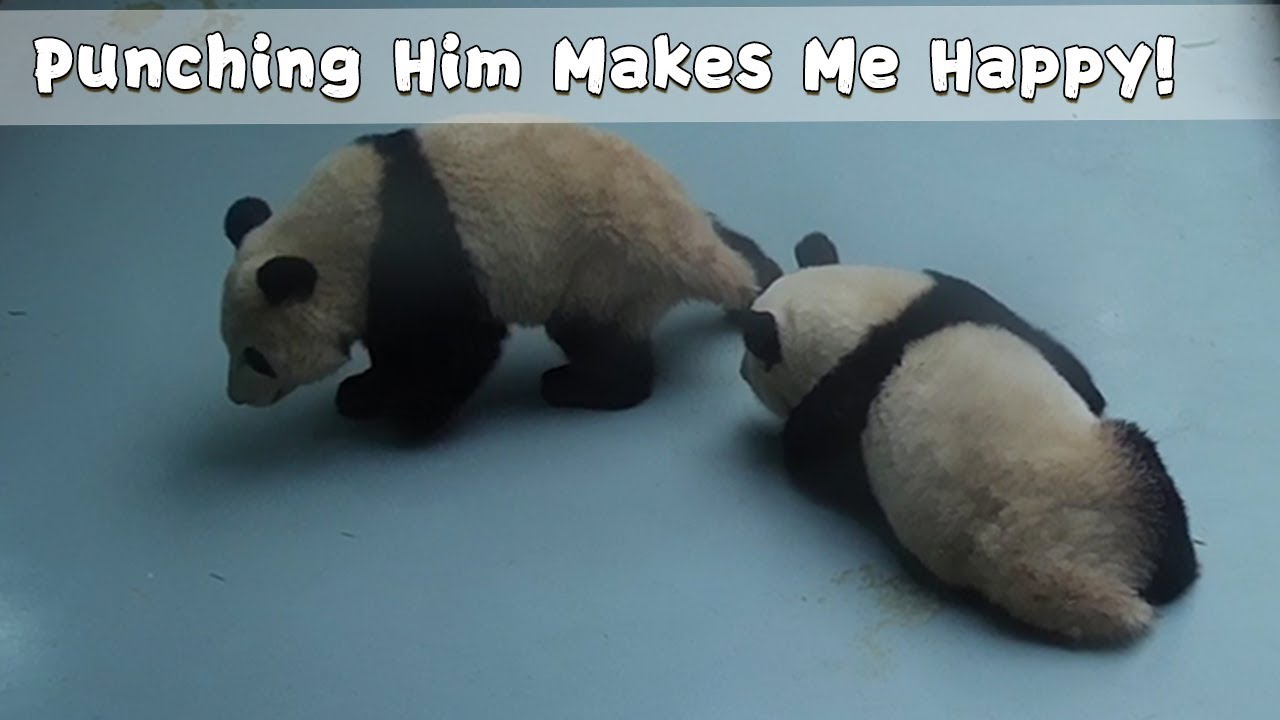 How Does A Panda Fall Down In This Accident？| iPanda - YouTube