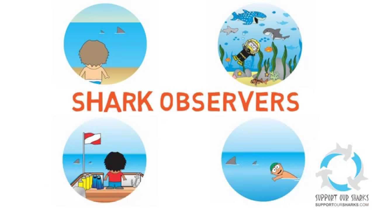 SharkBase Citizen Science - YouTube