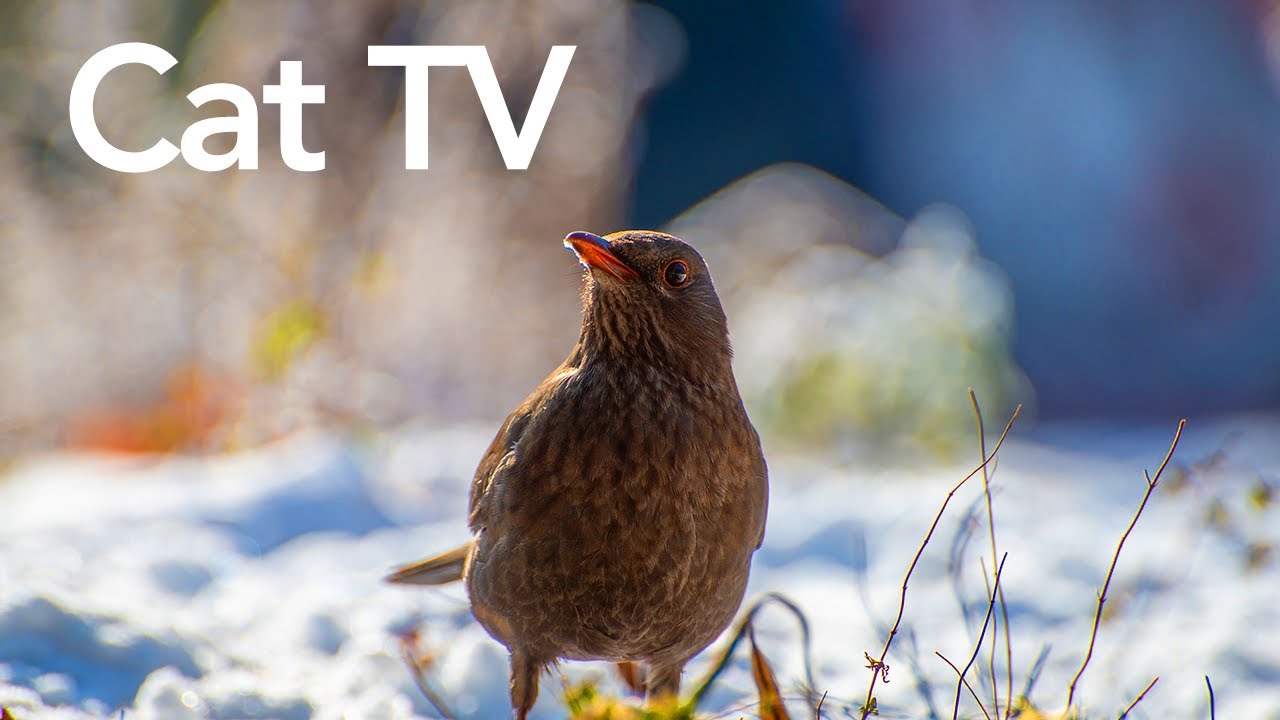 Videos for Cats To Watch - 12 Hours of Birds and Squirrels (HD) - YouTube